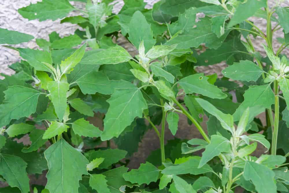 20 Edible Garden Weeds You Didn't Know You Could Eat | Lisa's Notebook